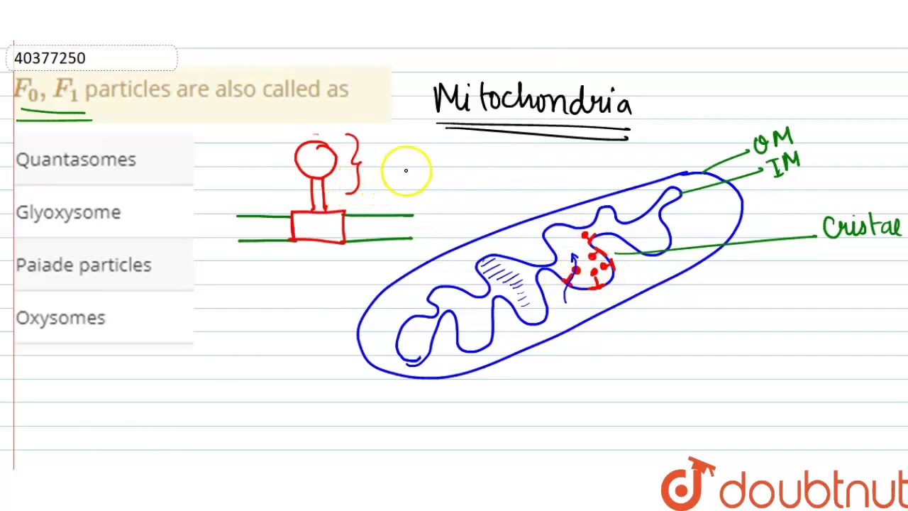 `F_(0),F_(1)` particles are also called as - YouTube