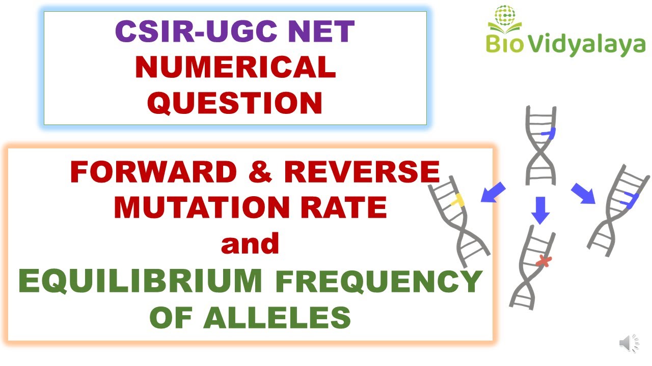 EQUILIBRIUM FREQUENCY OF ALLELE | FORWARD & REVERSE MUTATION RATE ...
