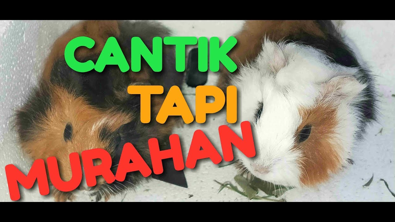 Jenis marmut hias paling murah dan mudah dicari - YouTube