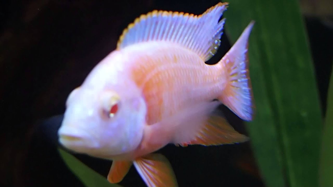 Albino Ruby Red Cichlid - YouTube