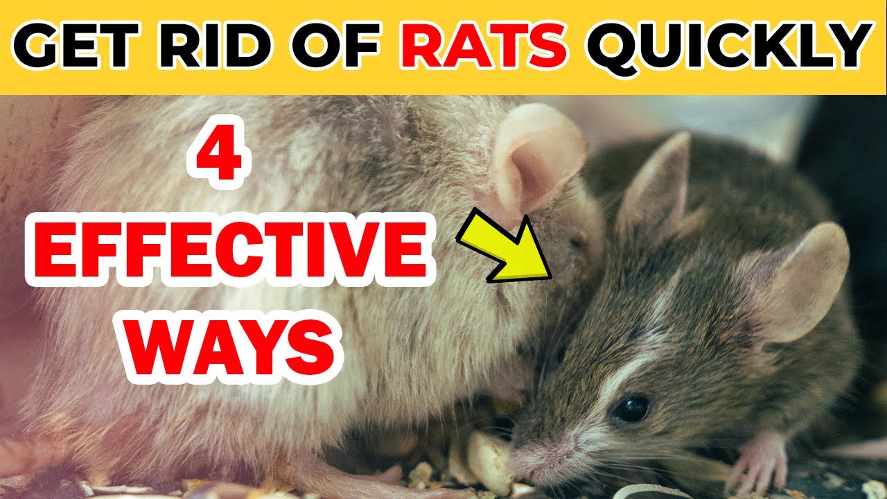 Try These 4 Effective Ways to Get Rid of Rats Quickly - YouTube