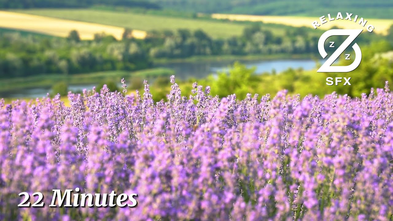 22-Minute Lavender Field in Wind with Soothing Nature Sounds | Relax ...