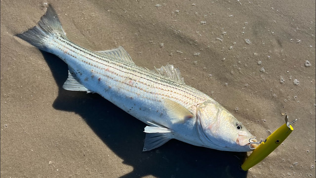 Using poppers&plugs for striped bass #stripedbassfishing #fishing # ...