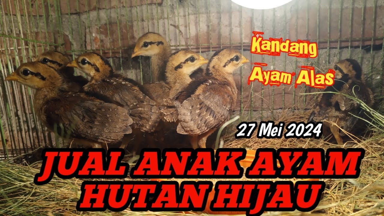JUAL ANAK AYAM HUTAN HIJAU // ANAK AYAM ALAS 27 Mei 2024 - YouTube