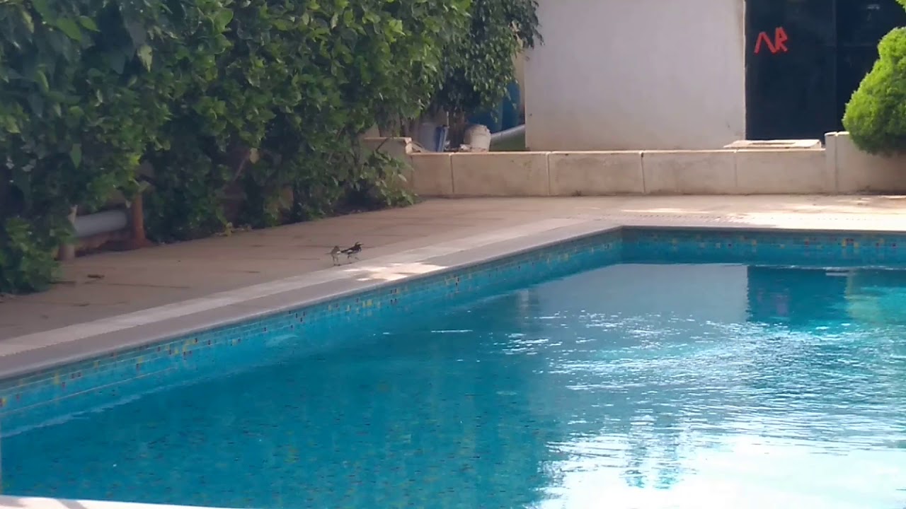 Birds playing in swimming pool - YouTube