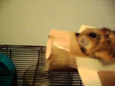 Hamster Airplane (Featuring: Fifi) - YouTube