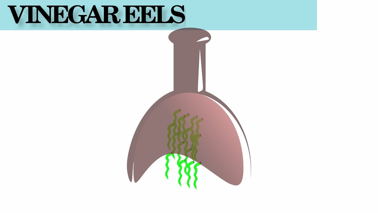 AQUAPONICS - Vinegar Eels - YouTube