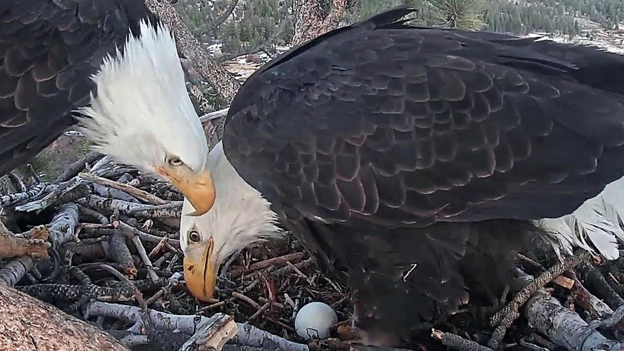 Big Bear~Yippee! Jackie laid her 2nd egg 🥰~4:24 pm 2021/01/10 - YouTube
