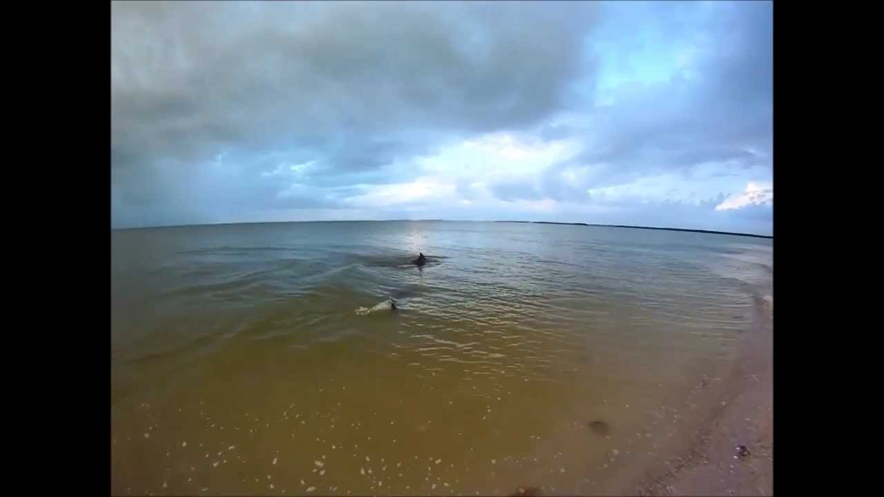 Dolphins In Our Campsite on Pavilion Key - YouTube