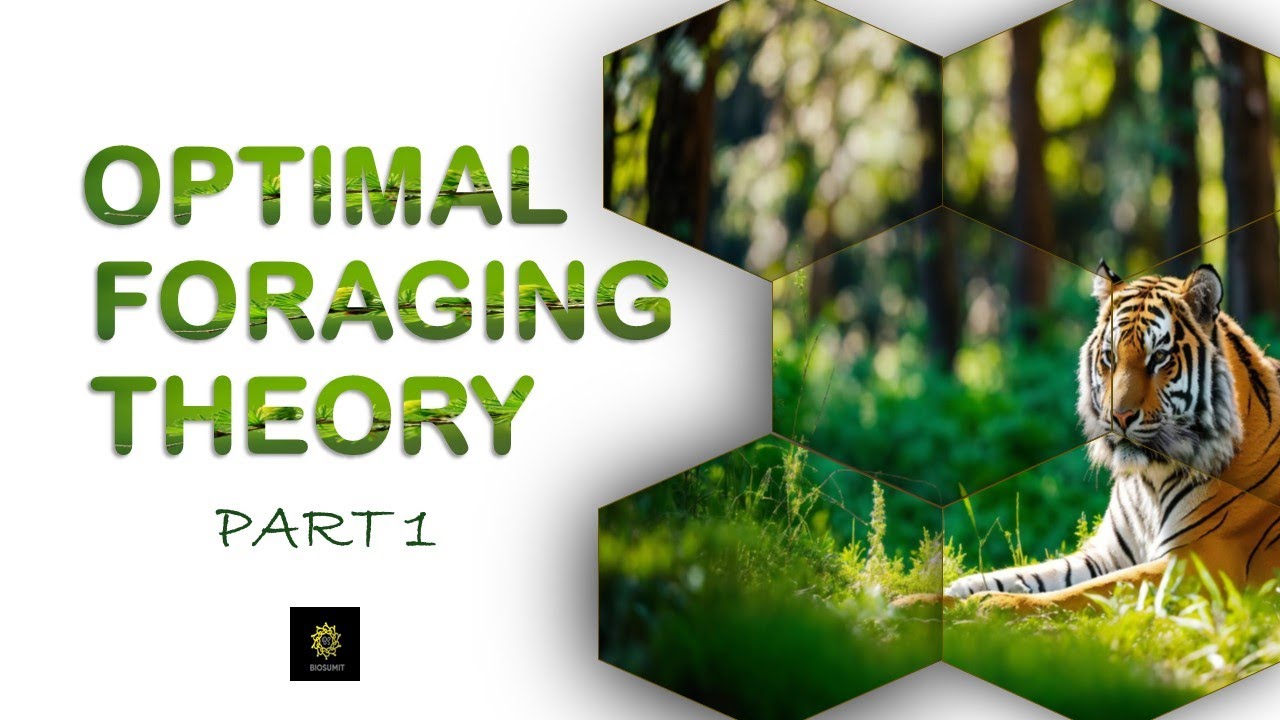 Optimal Foraging Theory : Part 1 - YouTube