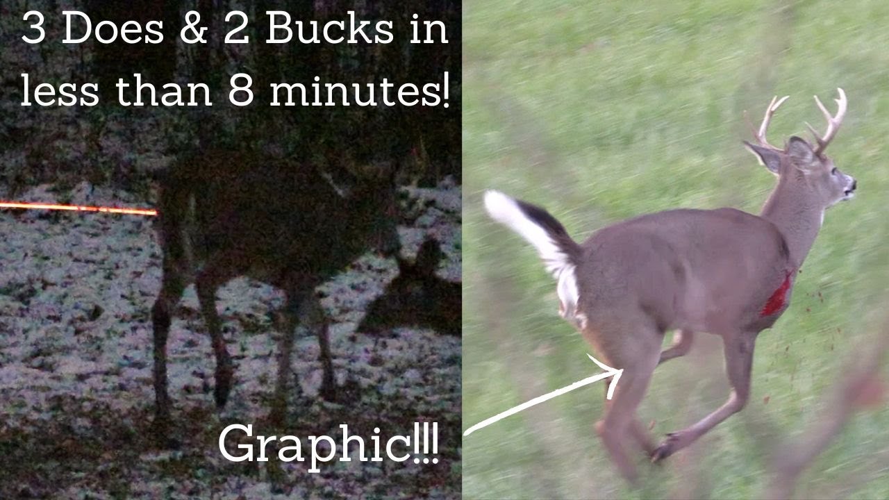 3 Does and 2 Bucks Down: Last Buck Is A Heart Shot | EXTREMELY GRAPHIC ...