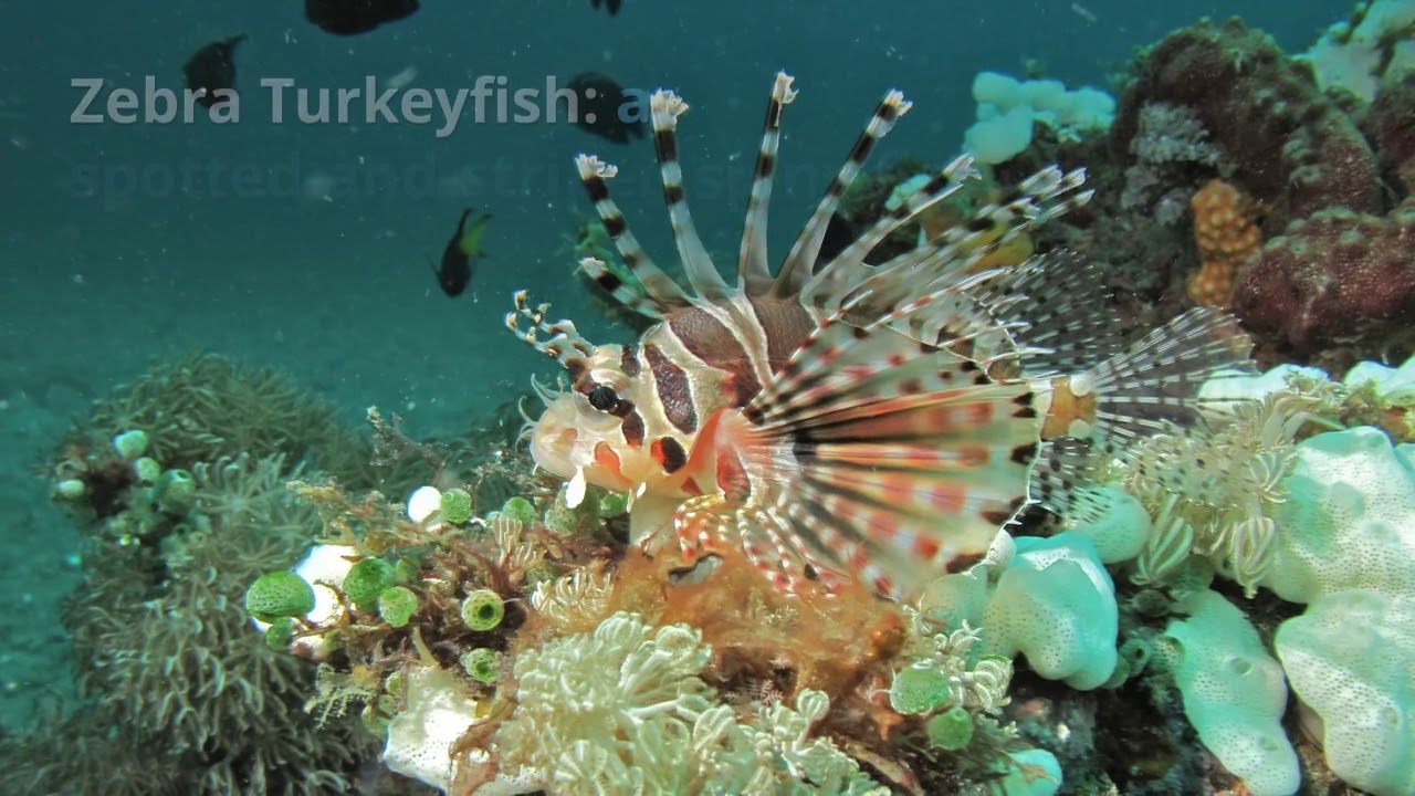 ABC Sea Animal, Learn Alphabet A to Z Ocean - YouTube