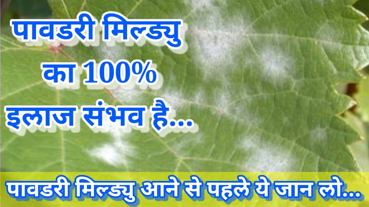 how to control powdery mildew/organic powdery mildew control/chemical ...