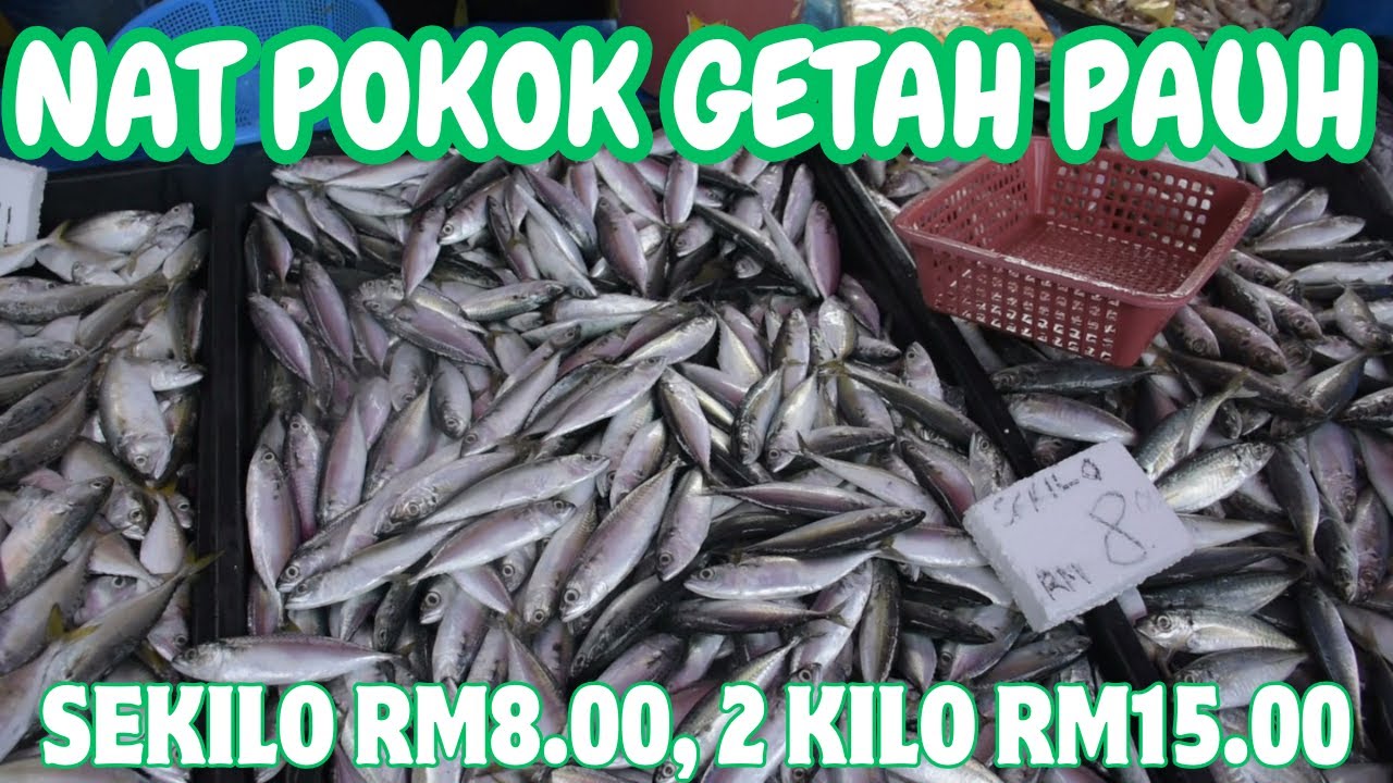 Nat Pokok Getah Pauh Perlis. Ikan temenung sekilo Rm8, 2 kilo Rm15 ...