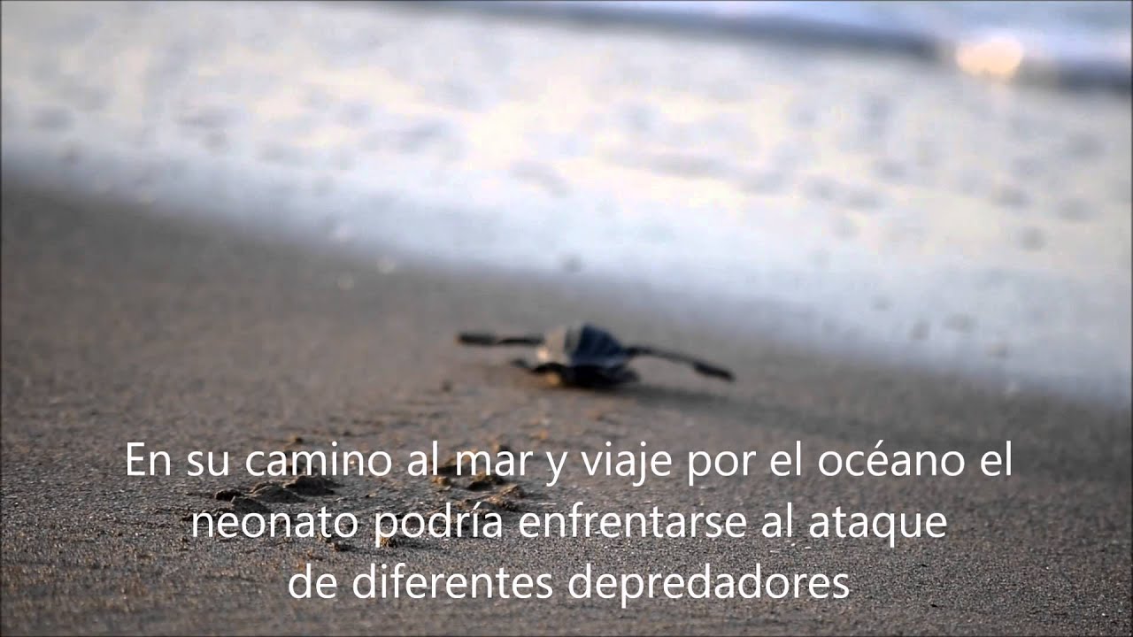 Video informativo del tinglar - YouTube