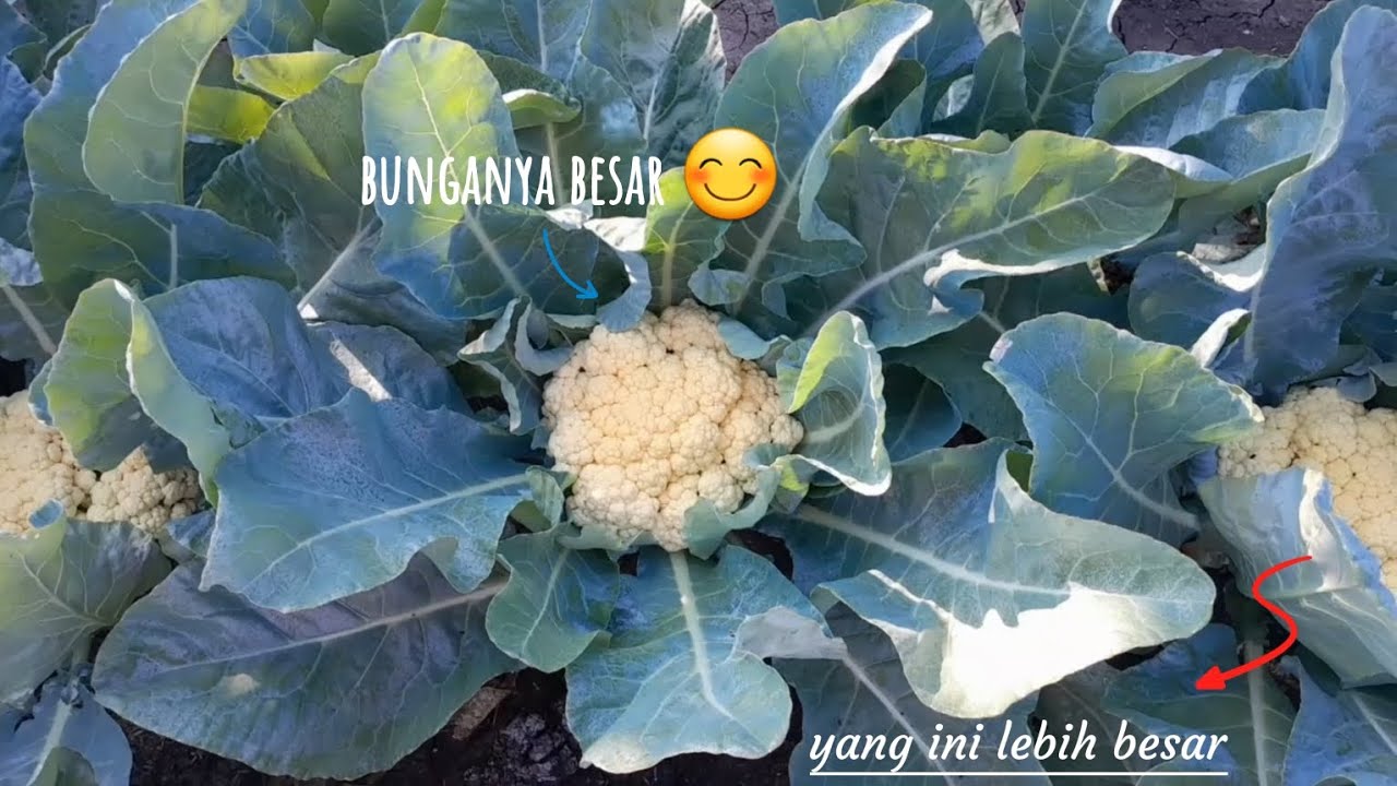 Mari panen bunga kol || let's harvest cauliflower - YouTube
