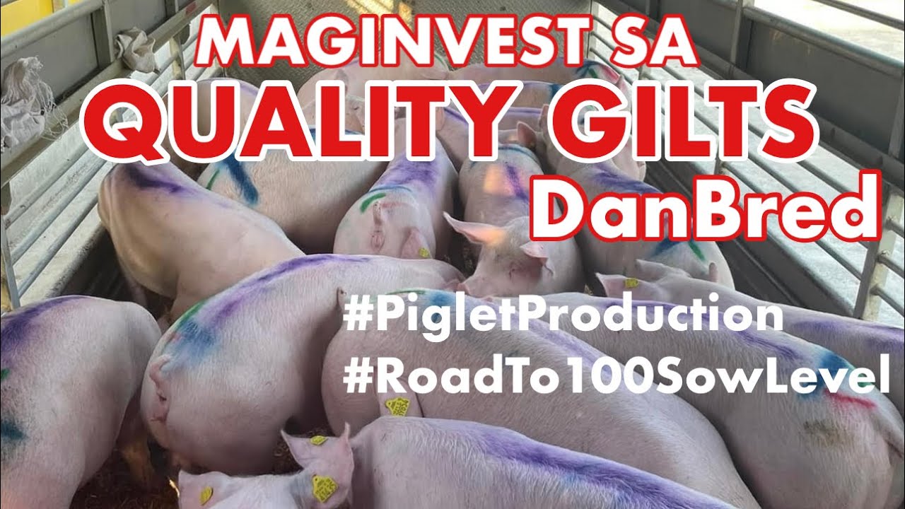 PIGLETS PRODUCTION / PIG FARMING BUSINESS:NEGOSYO PHILIPPINES - YouTube