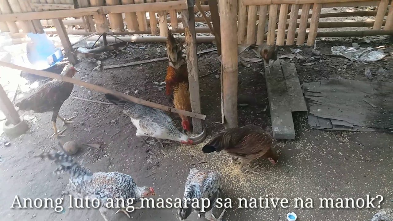 Anong masarap na luto sa native na manok? - YouTube