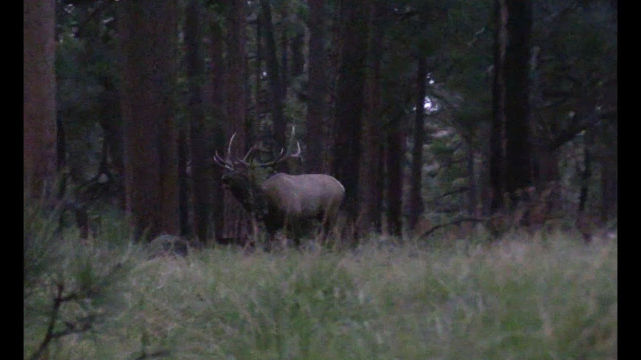 Cody and Creed New Mexico Archery Elk Hunt - YouTube