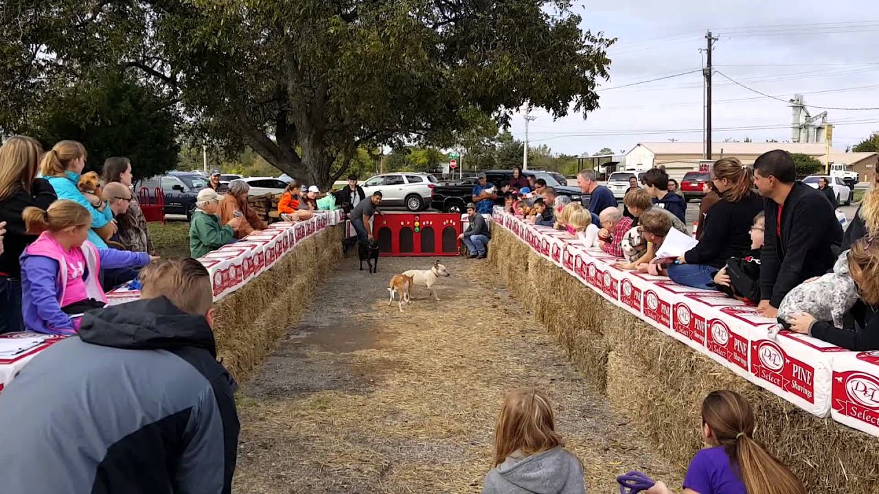 Large Dog Race - YouTube