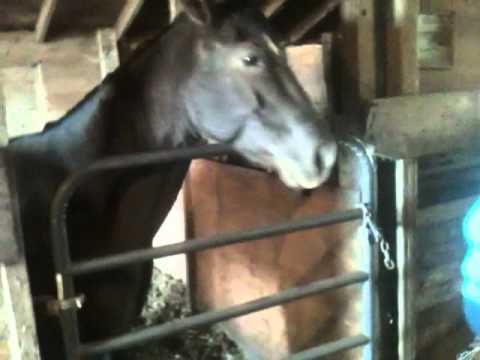 Horse Solves Math Problems - YouTube