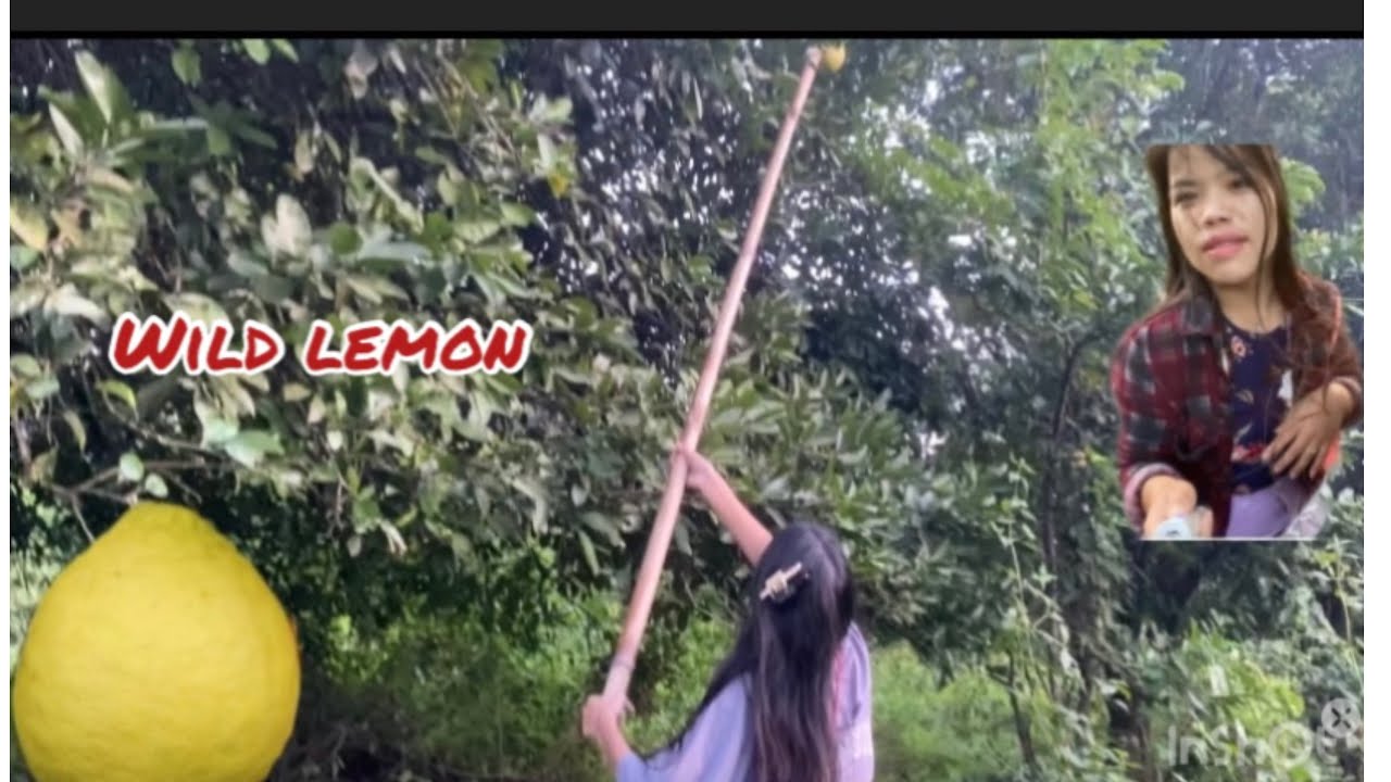 Once again Shivaji ki aur 🏻wild lemon lene 🥴#Arunachal Pradesh #mishmi ...