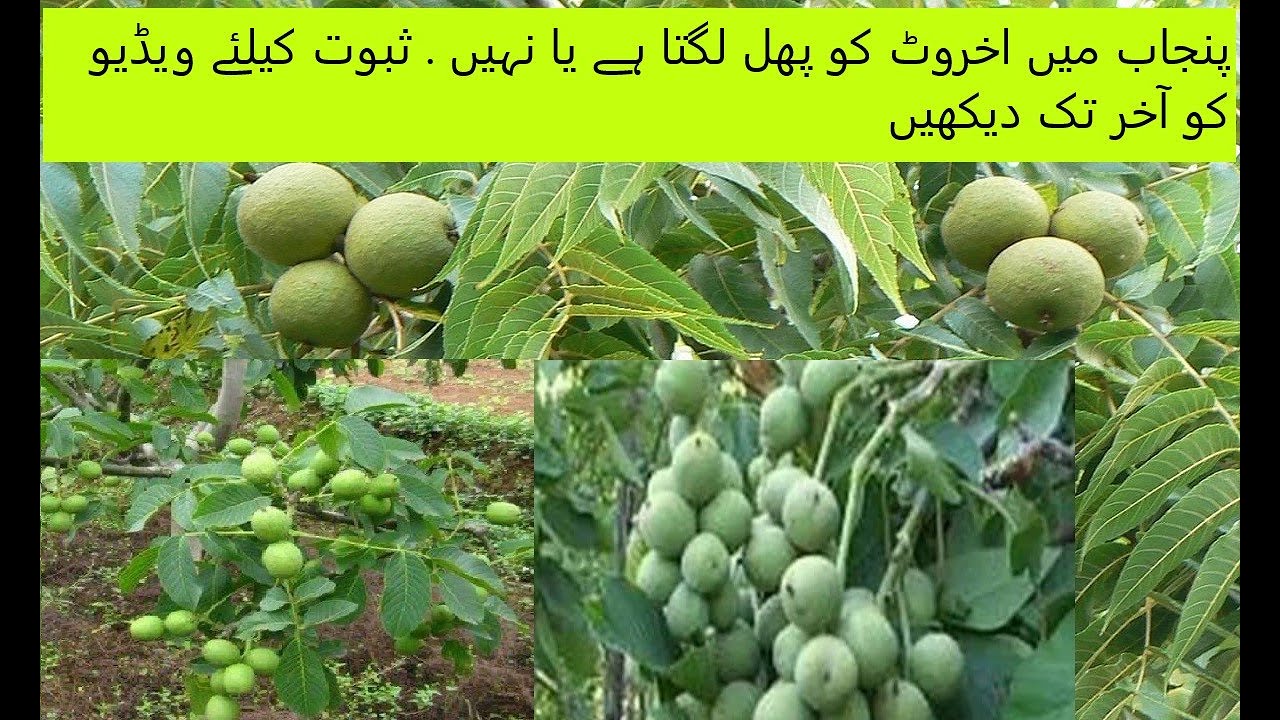Walnut Cultivation In Punjab | Walnut Farming In Punjab With Proof ...