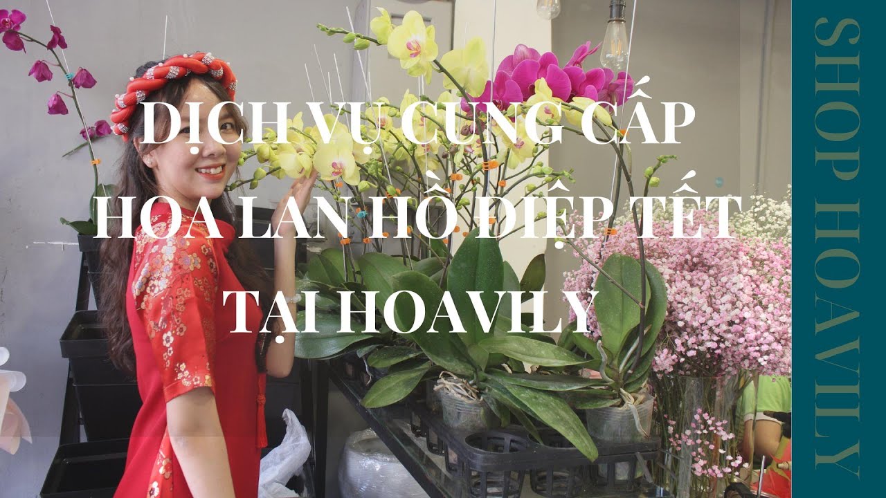 Hoa Vily - Hoavily.com: Mua lan hồ điệp tết giá rẻ - chất lượng tại Hoa ...