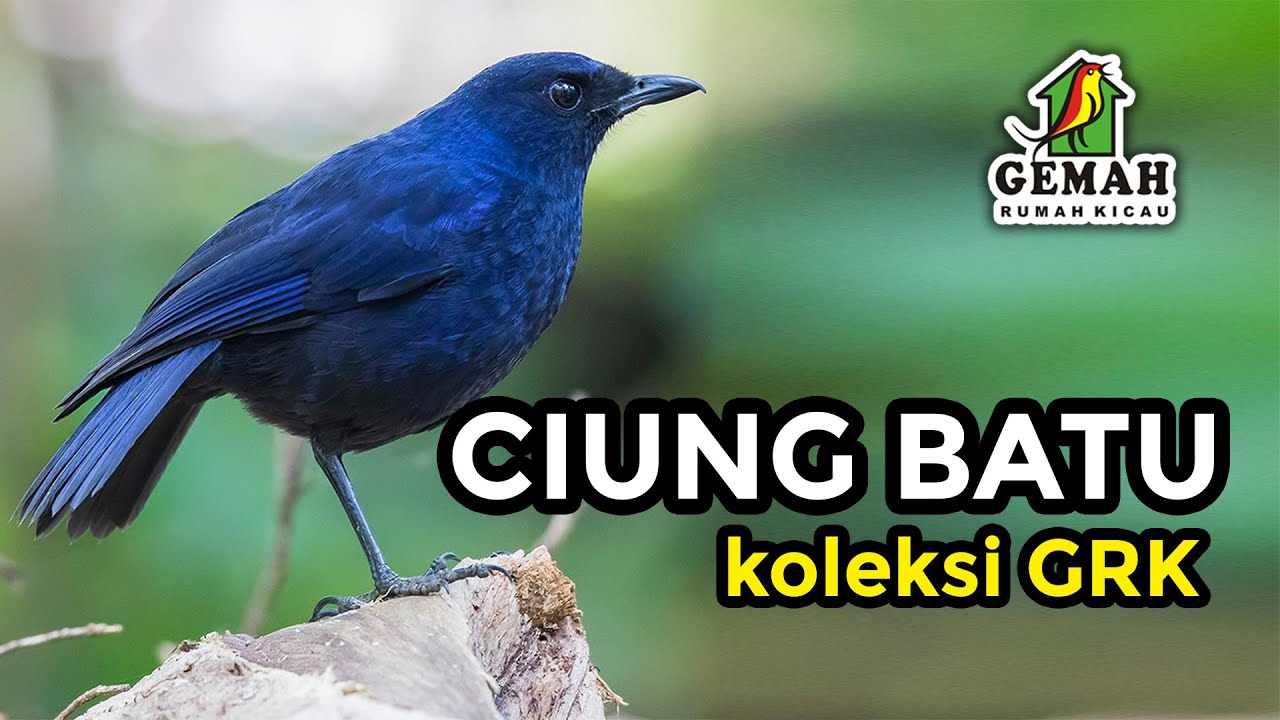 Ciung Batu Koleksi GRK - YouTube
