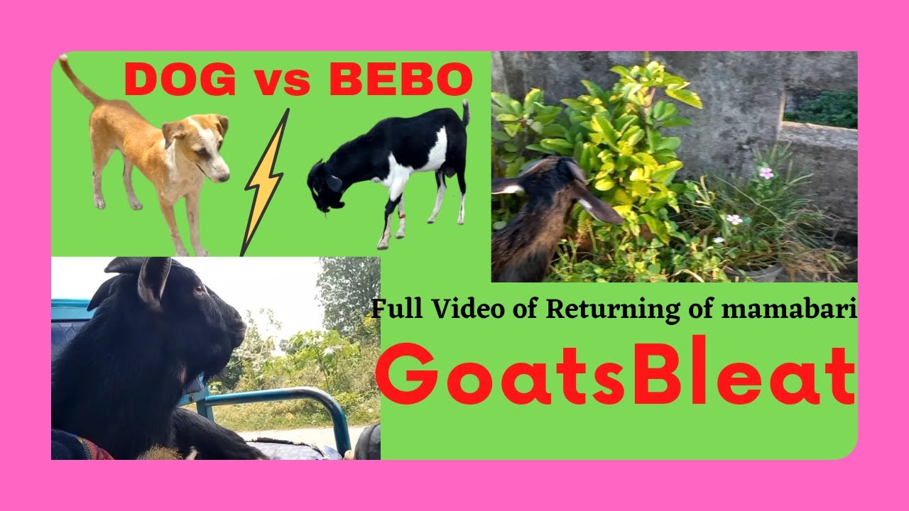 Dog vs Bebo..Full Video of Returning of bebo from maternal house ...
