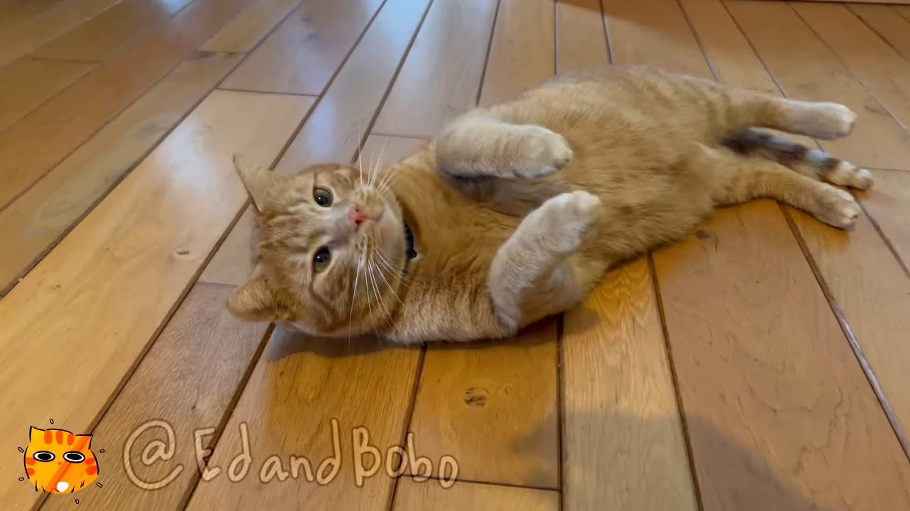 Bobo (cat) plays DEAD! - YouTube