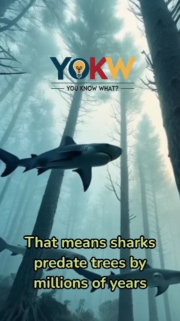 Sharks Existed Before Trees| YKW | #sharks #trees #funfacts # ...