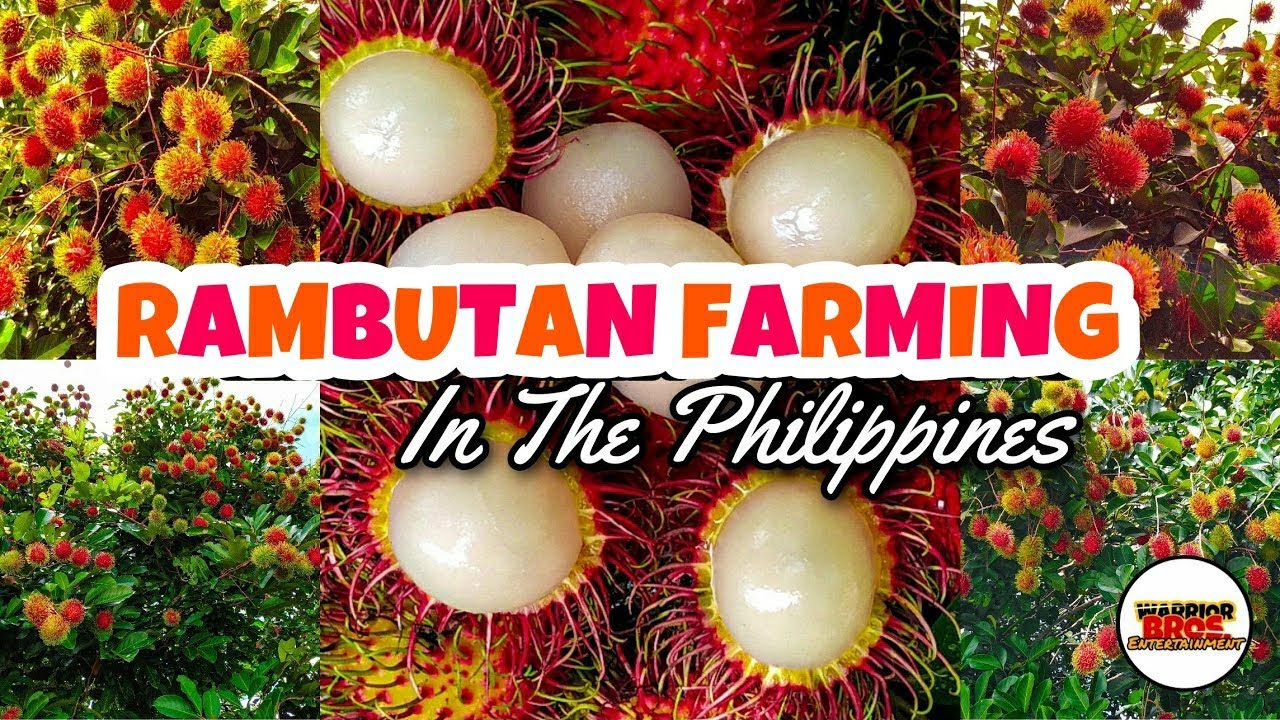 Buhay Magsasaka Episode 4: Rambutan Farming in the Philippines | Health ...