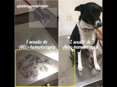 AUTOHEMOTHERAPY IN VETERINARY MEDICINE IN THE CONTROL OF EXAGED FALL OF ...