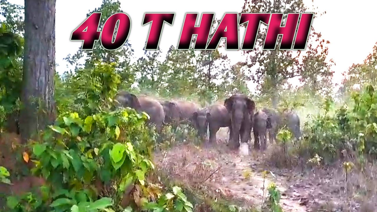 40 T HATHI ! Video 2024 ! @HopontaHansda-wy4nd - YouTube