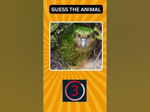 Guess the wild animal-Episode 3: #ExploreNature #AnimalKingdom - YouTube