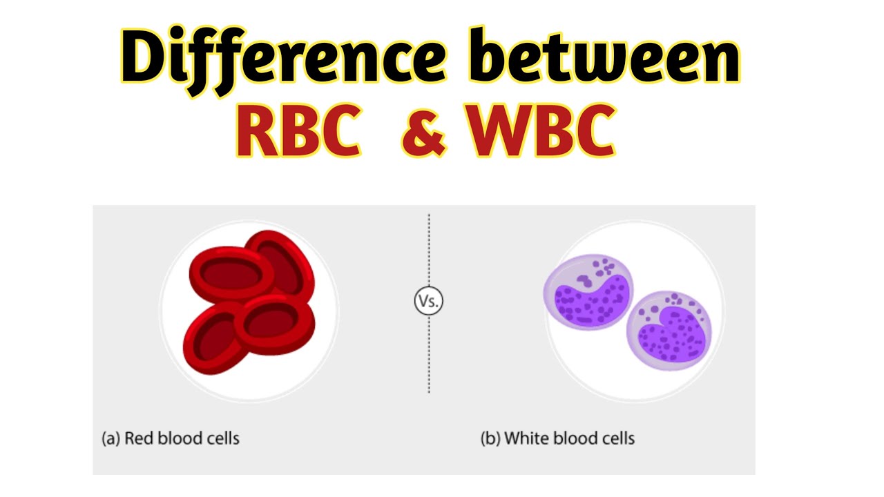 Difference between rbc & wbc ||Difference between rbc and wbc in hindi ...
