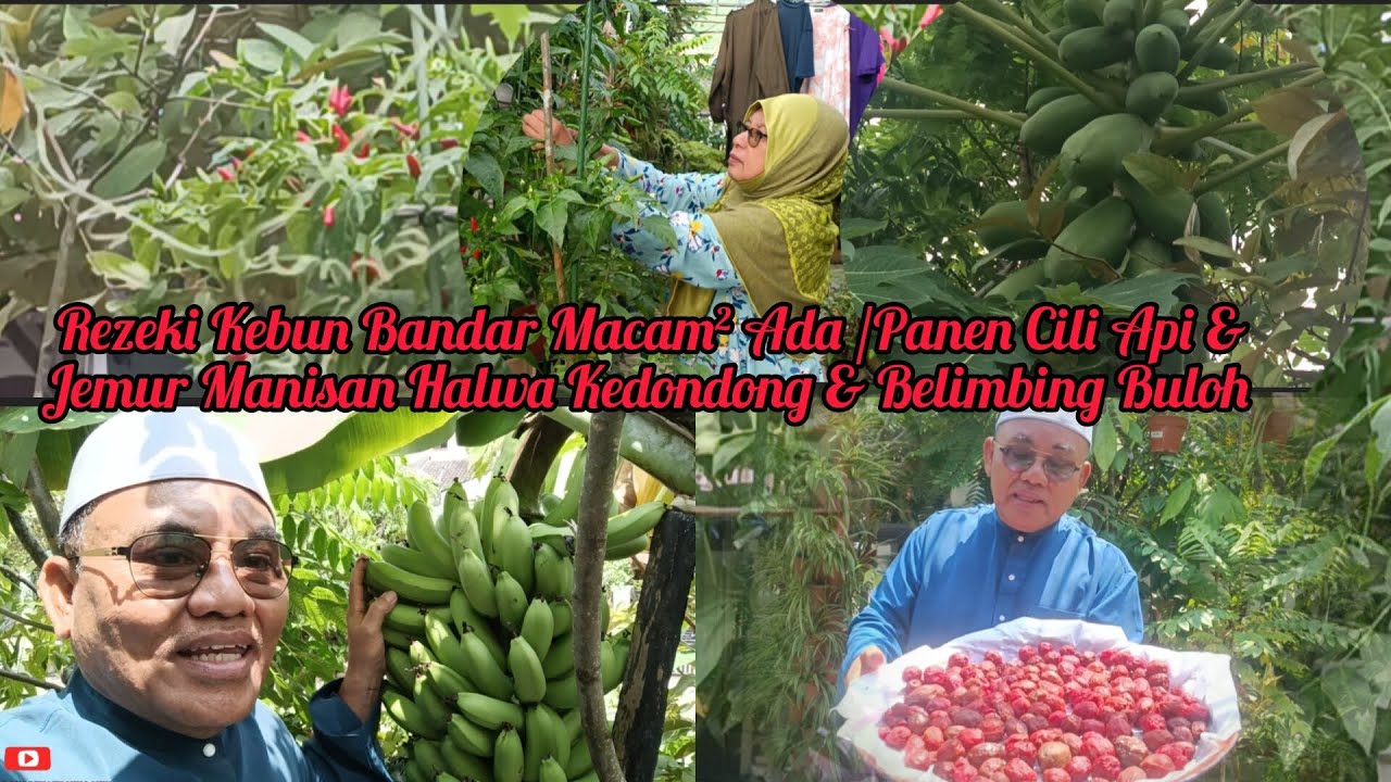 Rezeki Kebun Bandar Macam² Ada /Panen Cili Api & Jemur Manisan Halwa ...