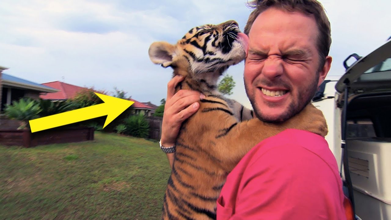 Remarkable Tiger Cub and Human Connection - YouTube
