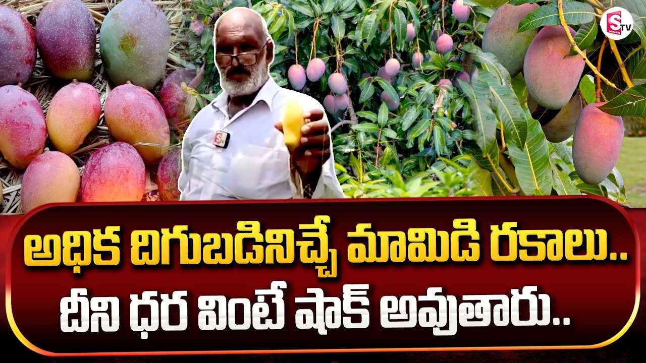 అధిక దిగుబడినిస్తున్న మామిడి రకాలు | Huge Profits With Mango Varieties Cultivation | SumanTV ...