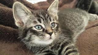 Lynx Point Siamese Tabby Mix