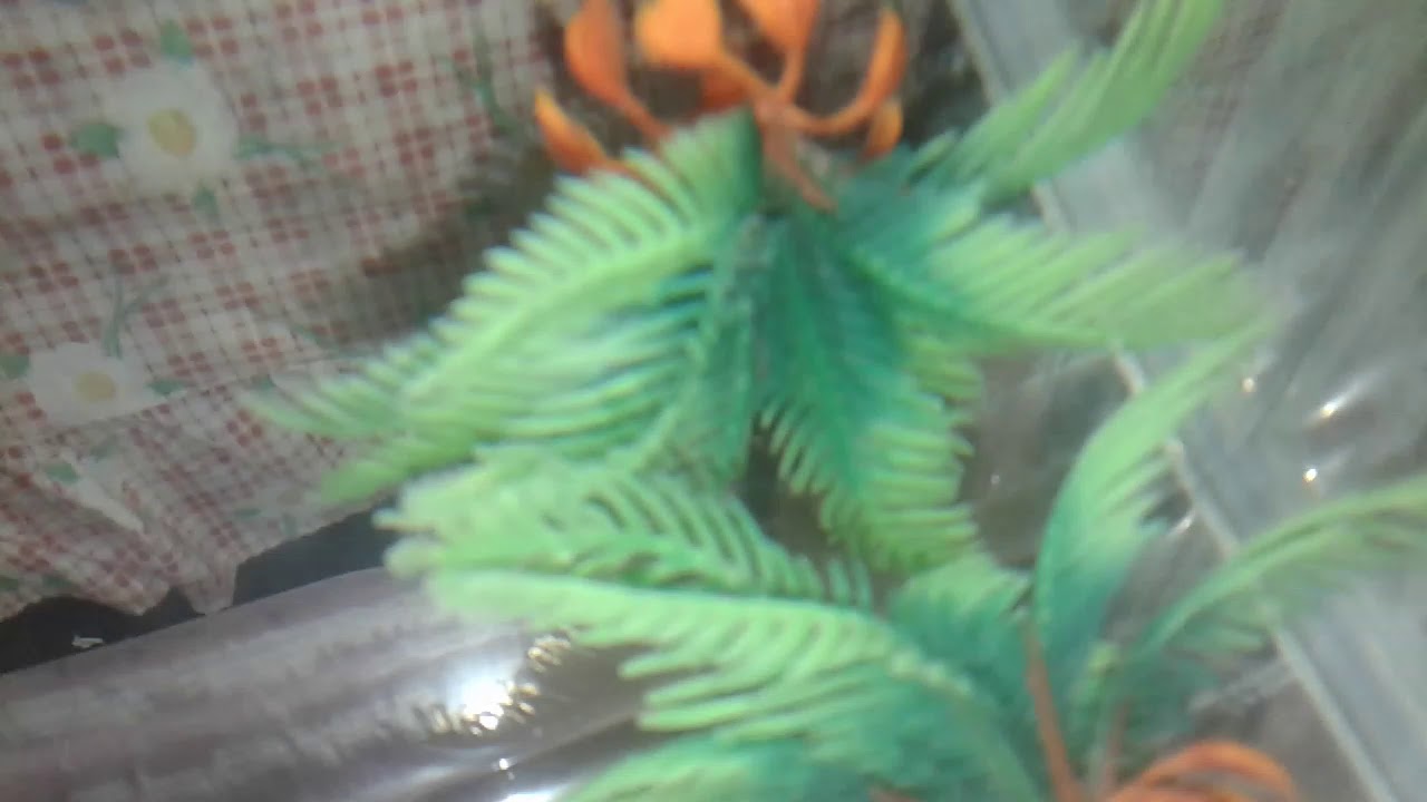 Puki puki song - YouTube