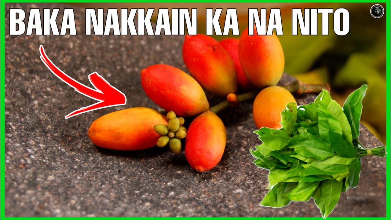 BAKA NAKATIKIM KA NA NG DAHON AT BUNGA NG HALAMANG ITO NAPAKAHUSAY PALA ...
