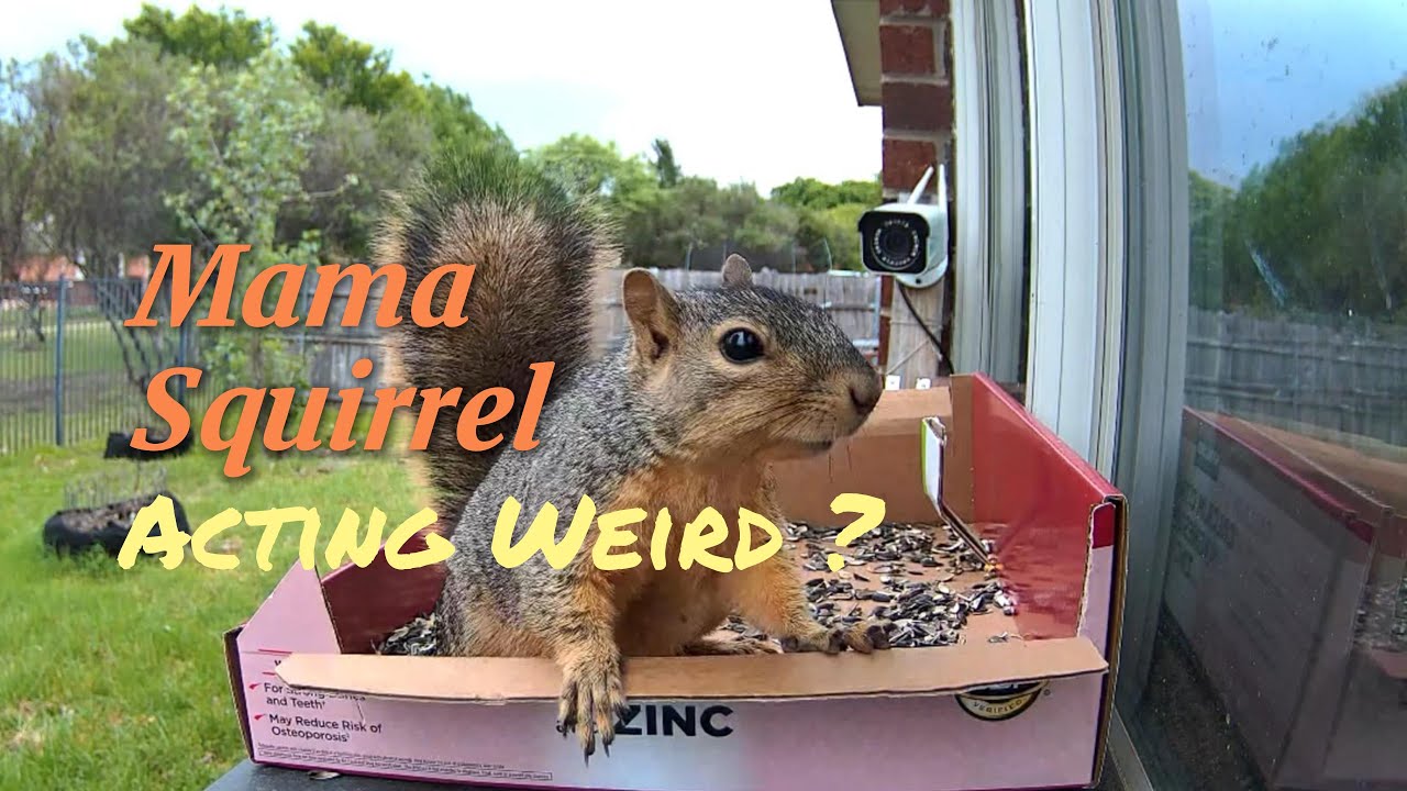 Is Mama Squirrel Behaving Strangely Today? 😅 - YouTube