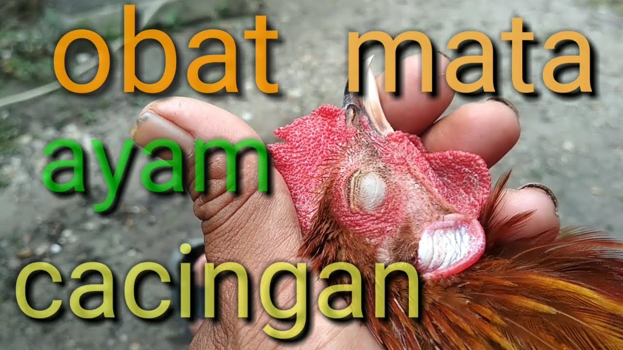 Cara mengobati cacing mata pada ayam - YouTube