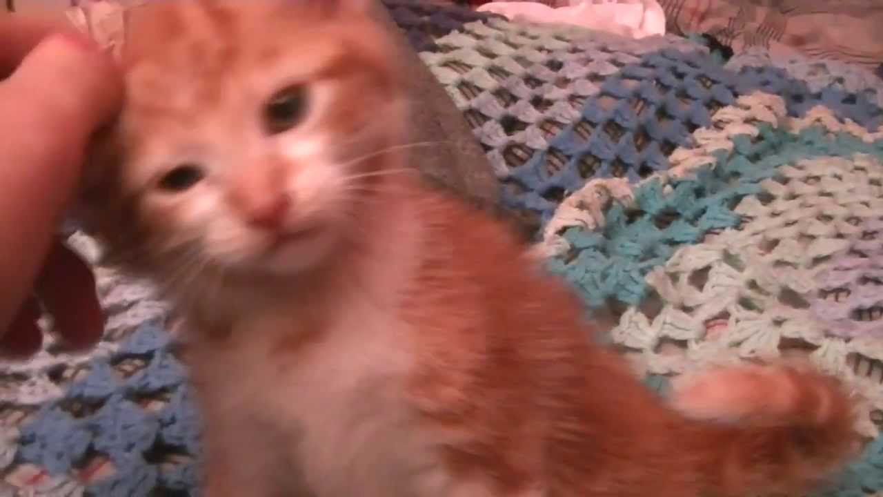 Meet Ummmmm The Kitten - YouTube