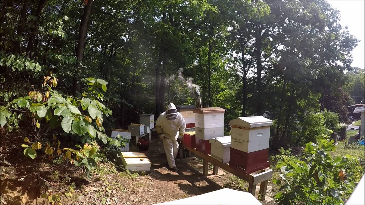 Beekeeping 101 - Hopguard 2 removal at the Honey Shack Apiary - YouTube