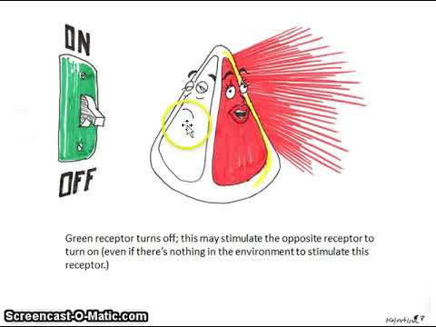 Opponent Process, ColourVision - YouTube