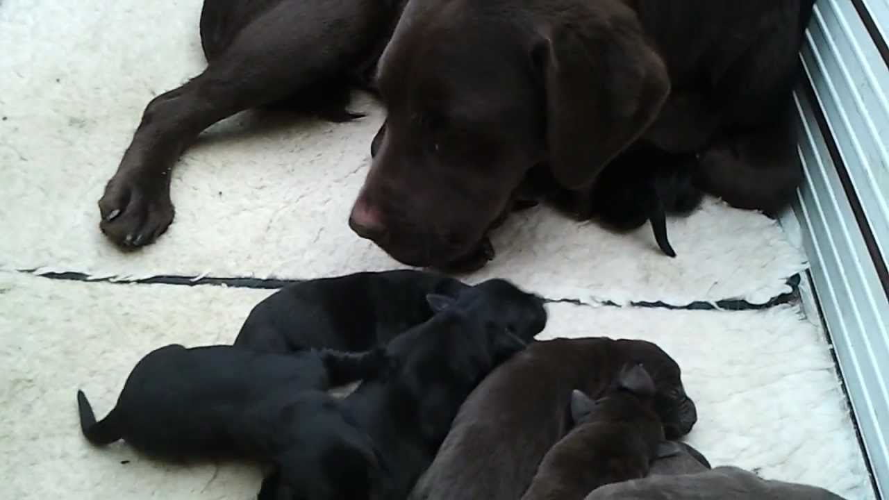 Labrador puppies - 1 day old - YouTube
