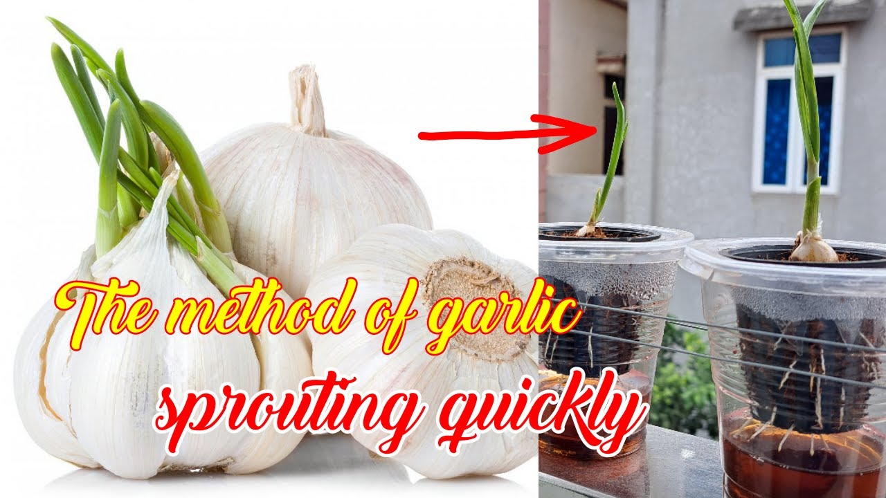 How to make garlic sprouts fast - Hourensou Garden - YouTube